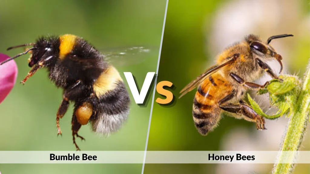 Bumble Bee: Facts, Habitat, Life Cycle and Benefits