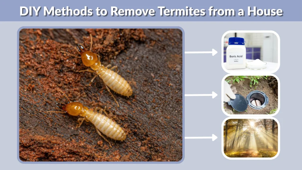 Termites in House: Signs, Causes, and How to Get Rid of Them