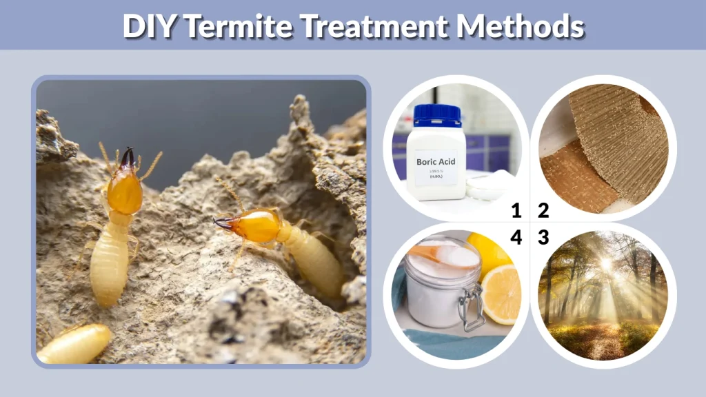 Termites Treatment: Complete Guide to Eliminating Termites