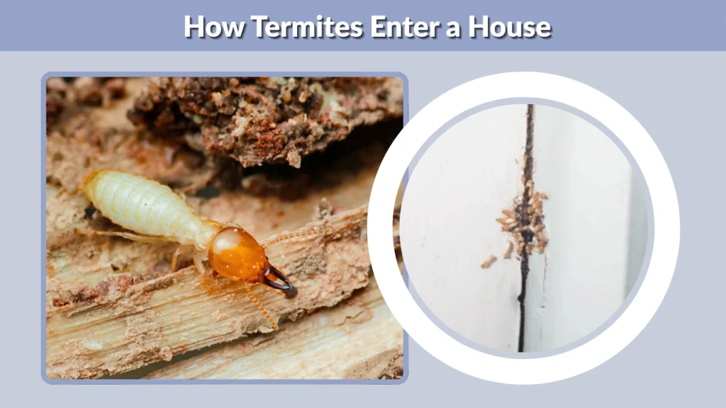 Termites in House: Signs, Causes, and How to Get Rid of Them