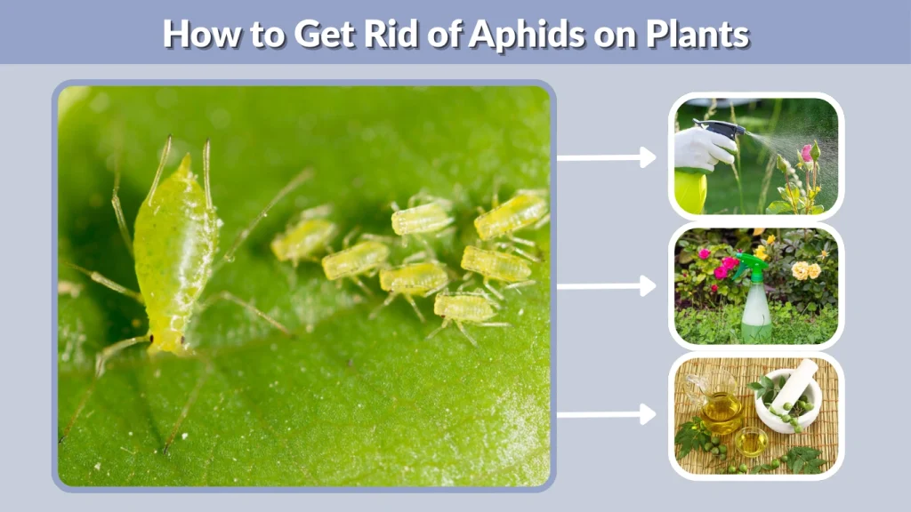 Aphids on Plants: Identification, Damage, and Control Methods