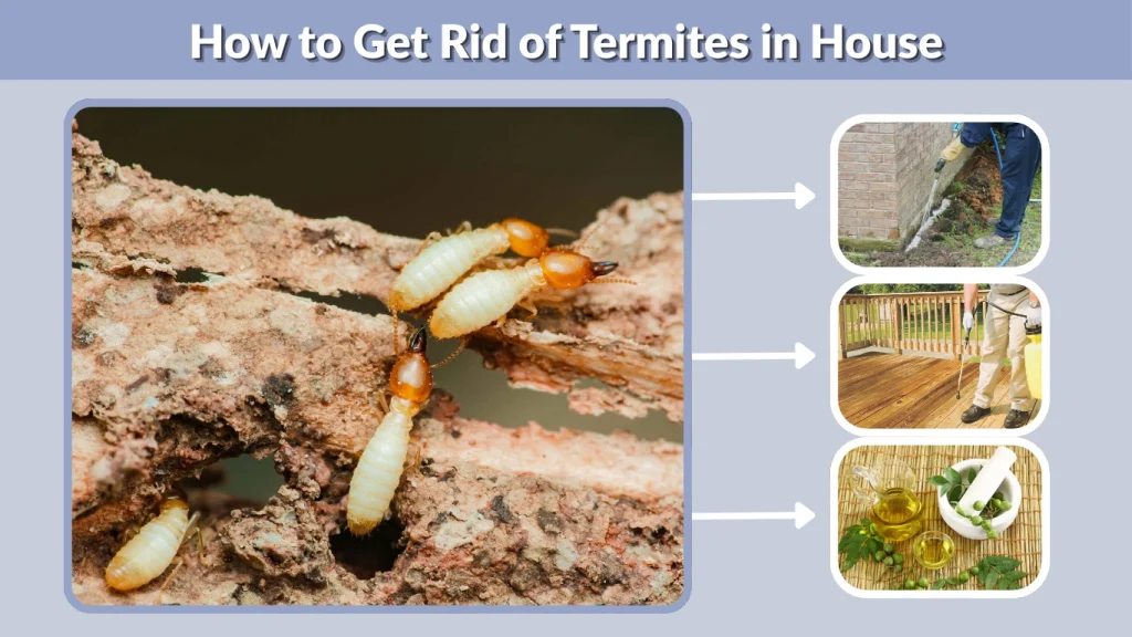 Termites in House: Signs, Causes, and How to Get Rid of Them