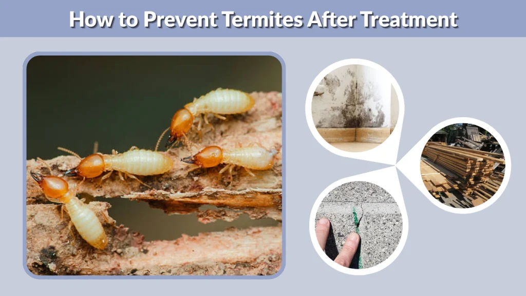 Termites Treatment: Complete Guide to Eliminating Termites