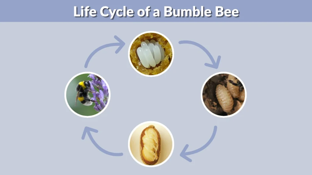 Bumble Bee: Facts, Habitat, Life Cycle and Benefits