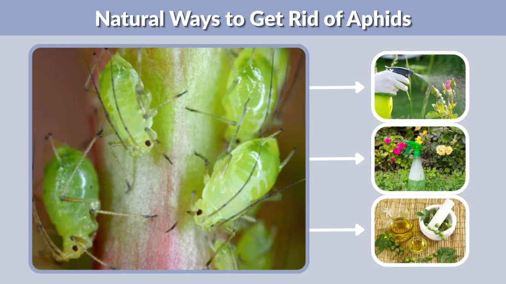 How to Get Rid of Aphids on Plants: Effective Control Methods