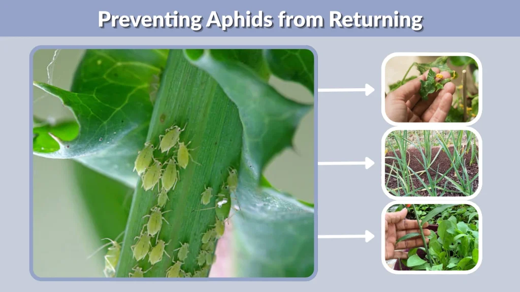 How to Get Rid of Aphids on Plants: Effective Control Methods
