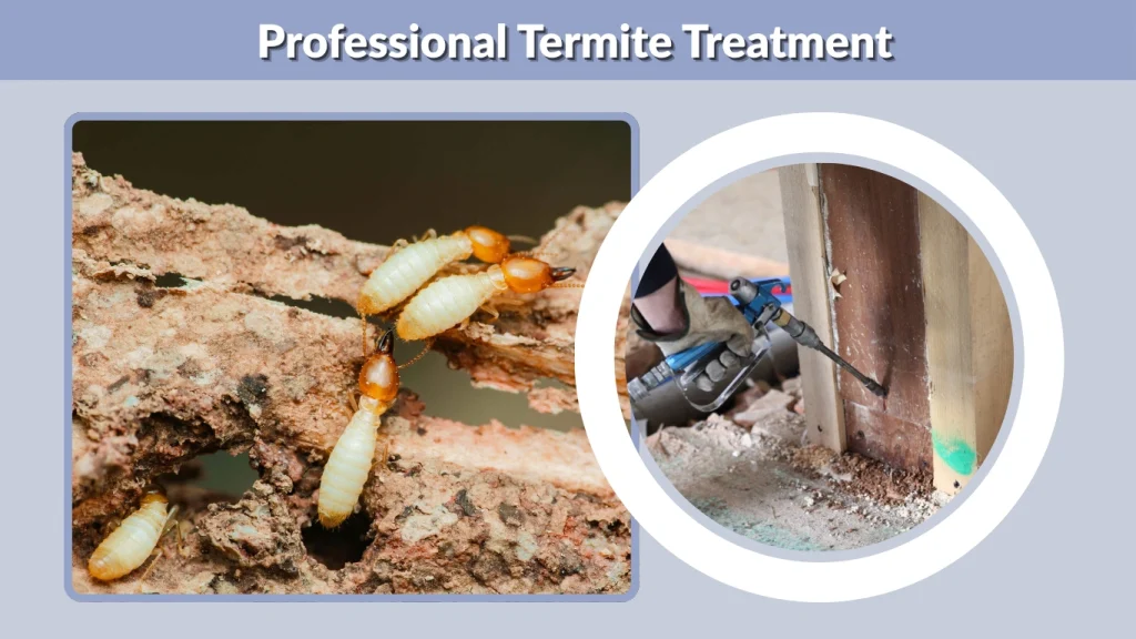 Termites Treatment: Complete Guide to Eliminating Termites