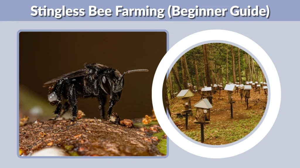 Stingless Bee: A Complete Guide to Benefits, Honey and Farming