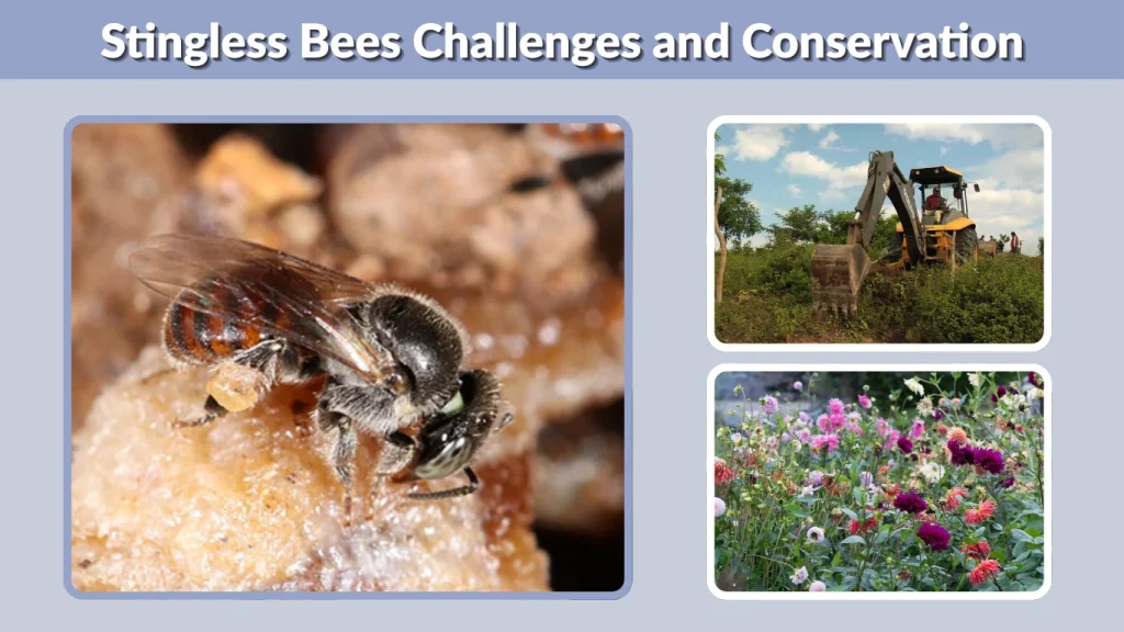Stingless Bee: A Complete Guide to Benefits, Honey and Farming