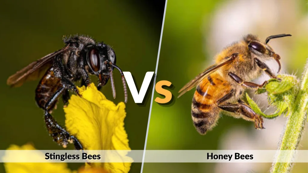 Stingless Bee: A Complete Guide to Benefits, Honey and Farming