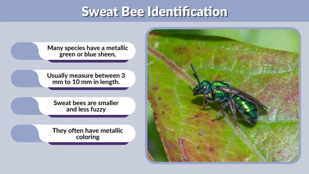 Sweat Bees: Identification, Sting, Facts, Nests & Control Guide