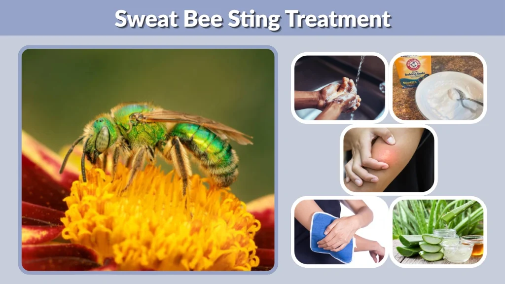 Sweat Bees: Identification, Sting, Facts, Nests & Control Guide