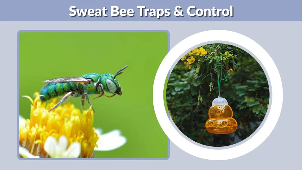 Sweat Bees: Identification, Sting, Facts, Nests & Control Guide