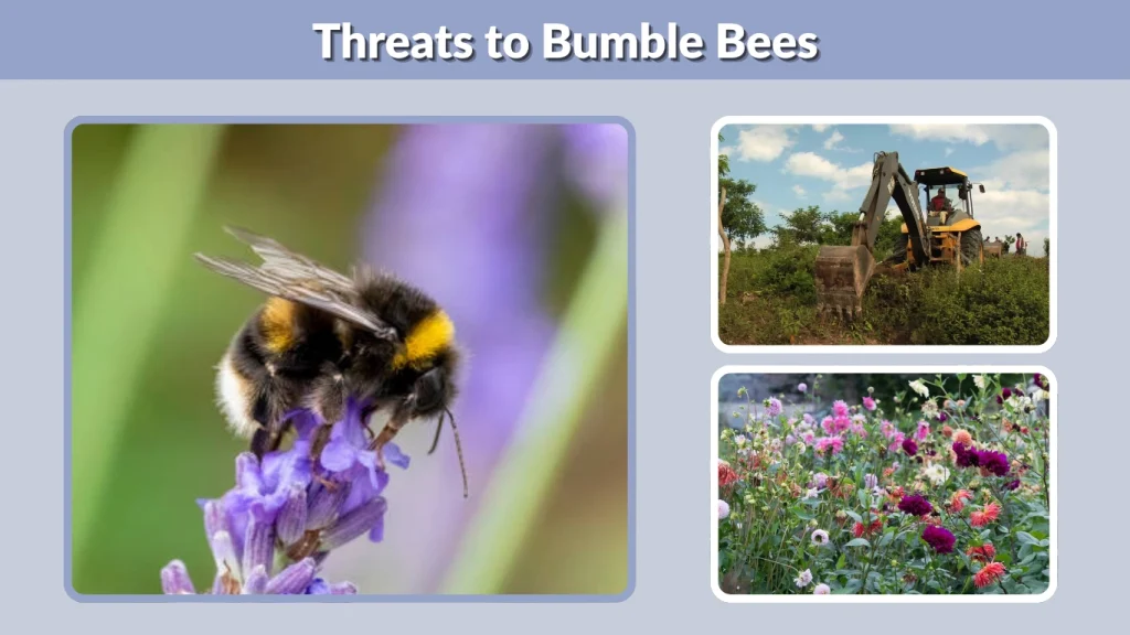 Bumble Bee: Facts, Habitat, Life Cycle and Benefits