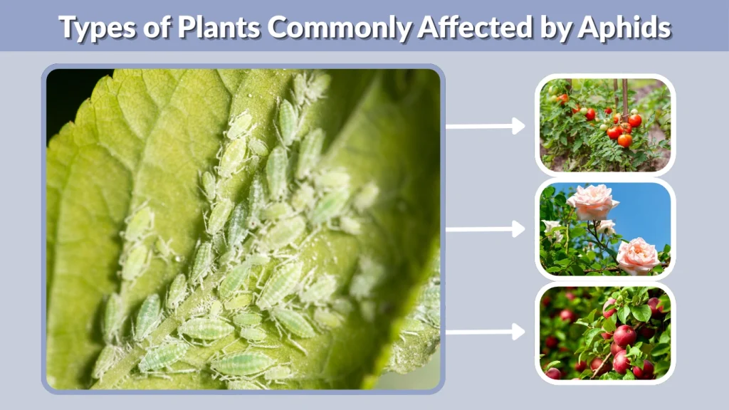 Aphids on Plants: Identification, Damage, and Control Methods