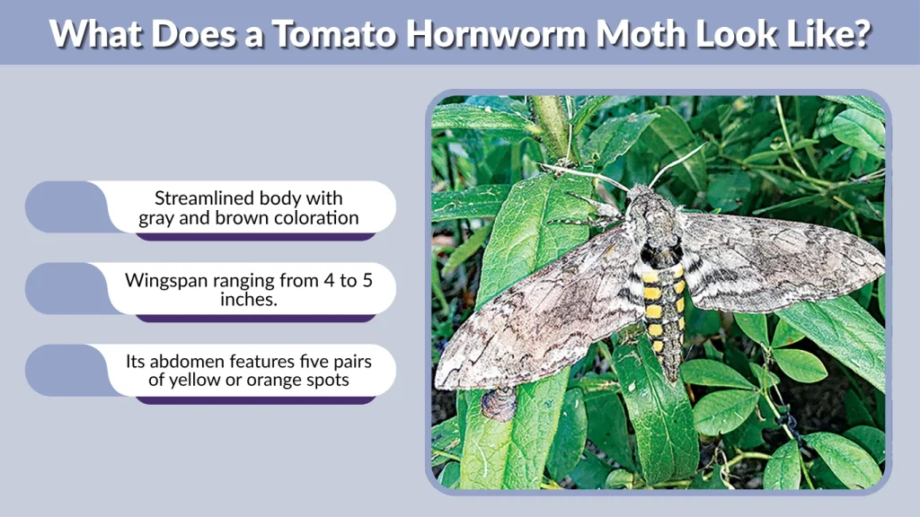 Tomato Hornworm Moth: Identification, Lifecycle & Control Guide