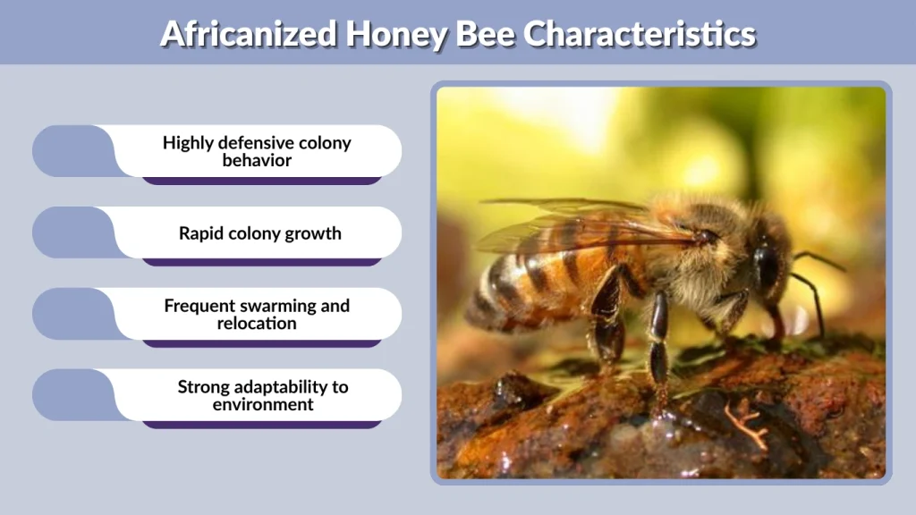 Africanized Honey Bee: Facts, Danger and Identification