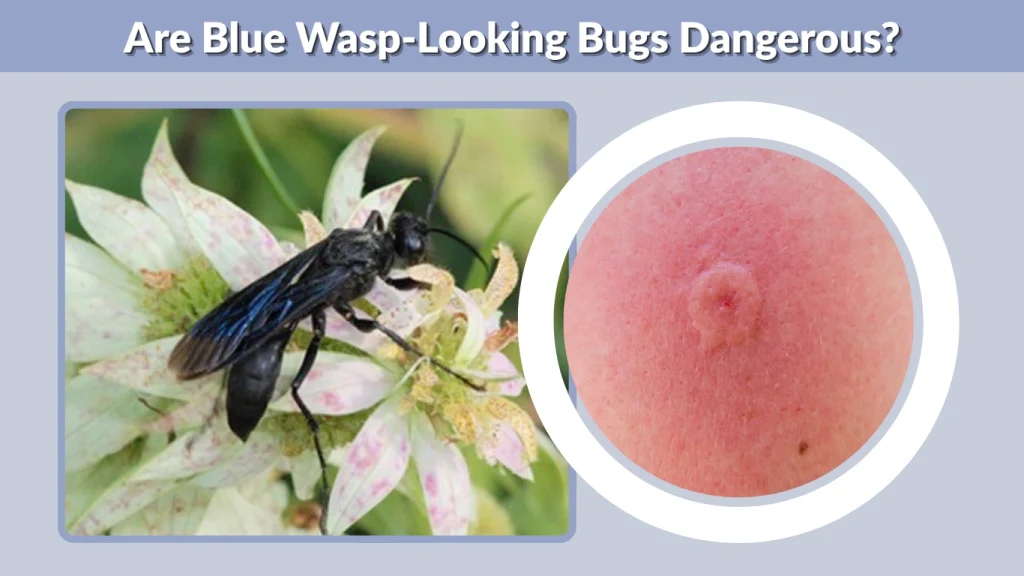 Blue Wasp-Looking Bugs: Identification & Safety Guide