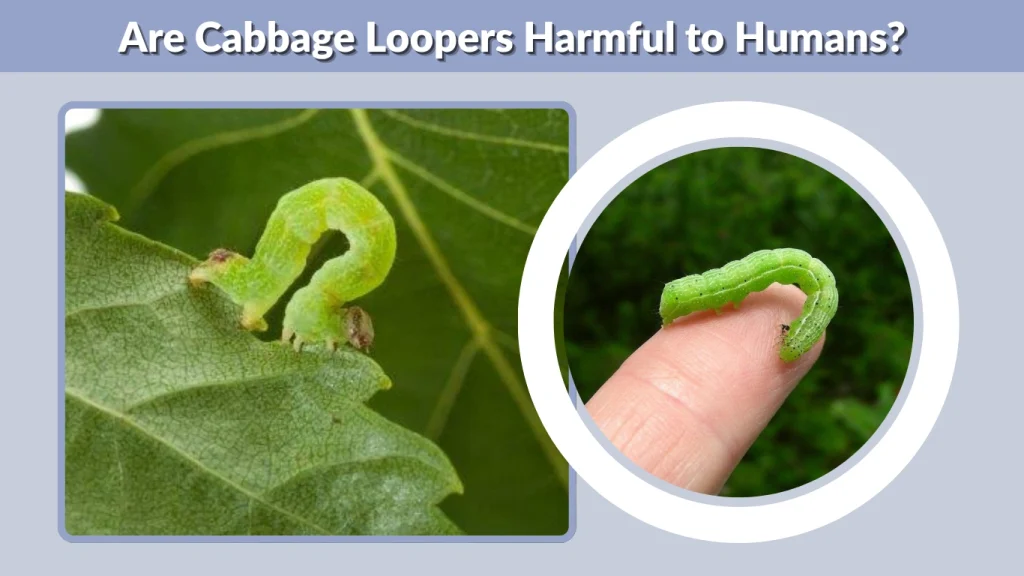 Cabbage Looper: Identification, Life Cycle, Damage & Control Guide