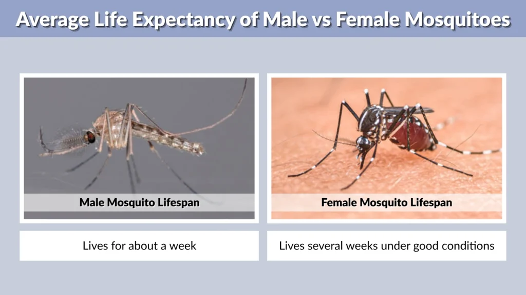 Mosquito Average Life : Lifespan and Cycle Guide