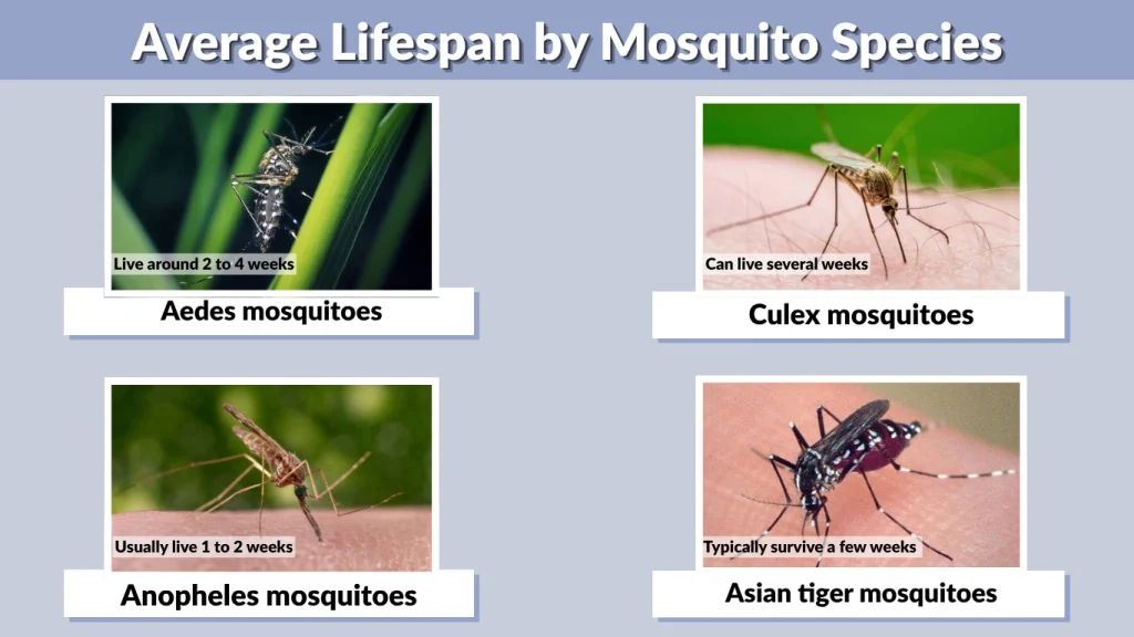 Mosquito Average Life : Lifespan and Cycle Guide