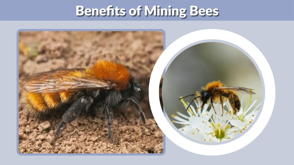 Mining Bees: Identification, Behavior, Benefits & Control Guide