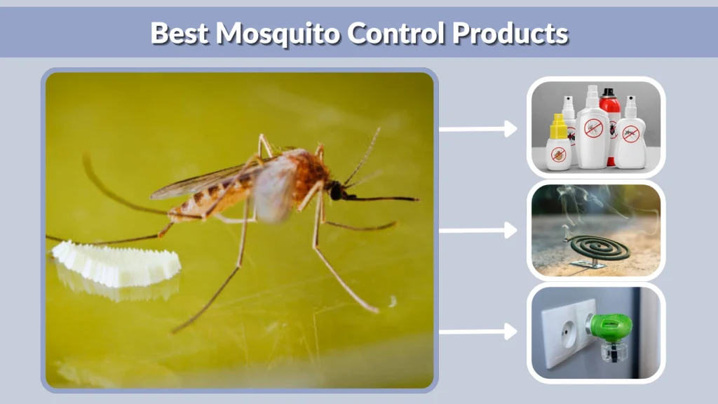 Mosquito Control: Effective Methods, Prevention Tips & Best Solutions
