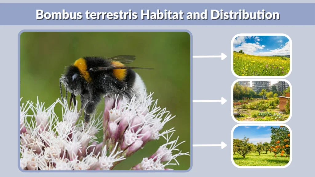 Bombus terrestris: Habitat, Life Cycle and Pollination Role
