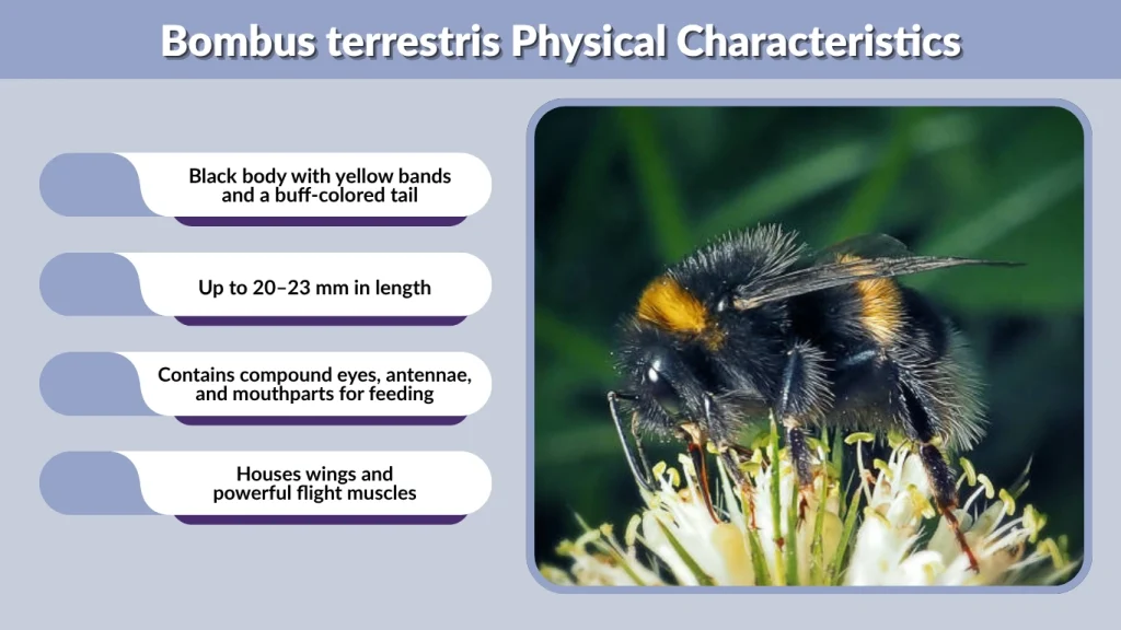 Bombus terrestris: Habitat, Life Cycle and Pollination Role