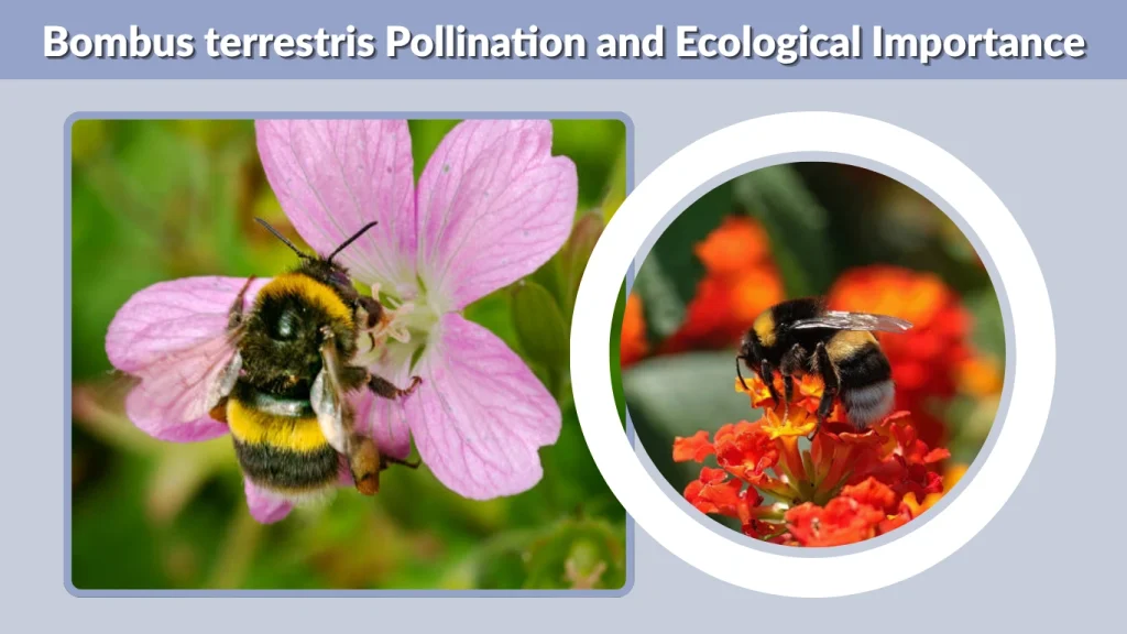 Bombus terrestris: Habitat, Life Cycle and Pollination Role