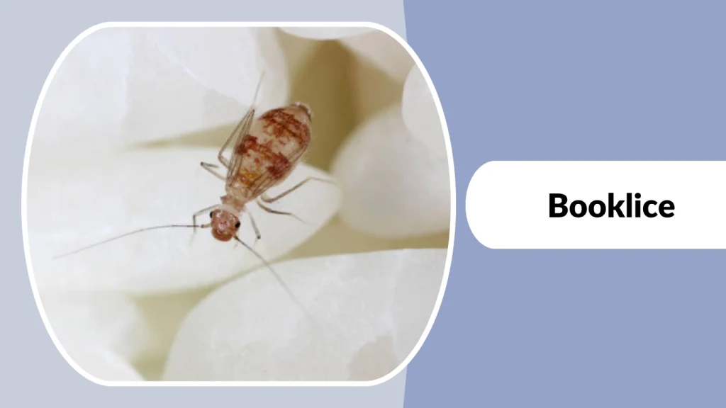 22 Tiny Brown Bugs You Might Find in Your House