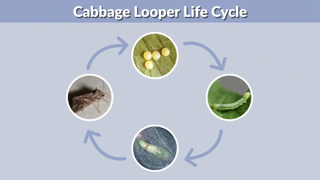 Cabbage Looper: Identification, Life Cycle, Damage & Control Guide
