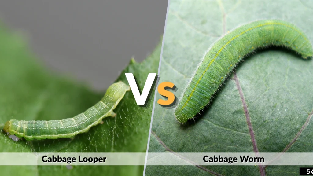 Cabbage Looper: Identification, Life Cycle, Damage & Control Guide
