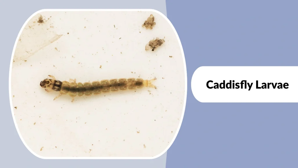 13 Types of Insect on Water: Identification with Picture