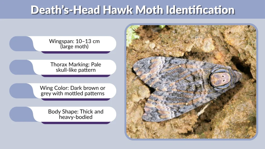 Death Head Hawk Moth: Identification, Habitat, Facts & Life Cycle