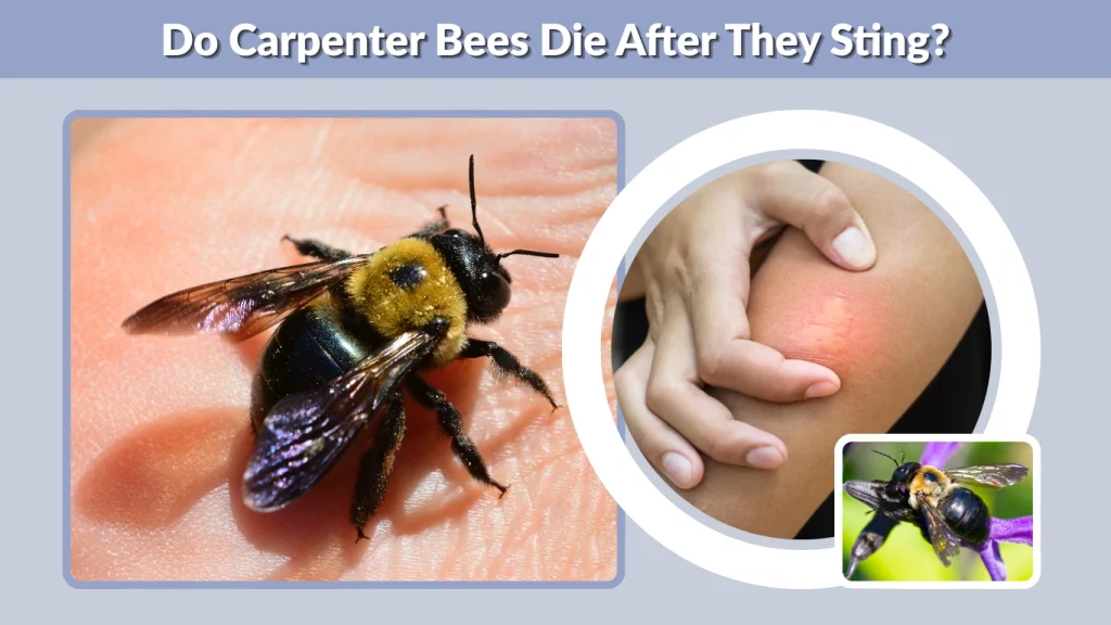 Do All Bees Die After Stinging? Facts You Should Know