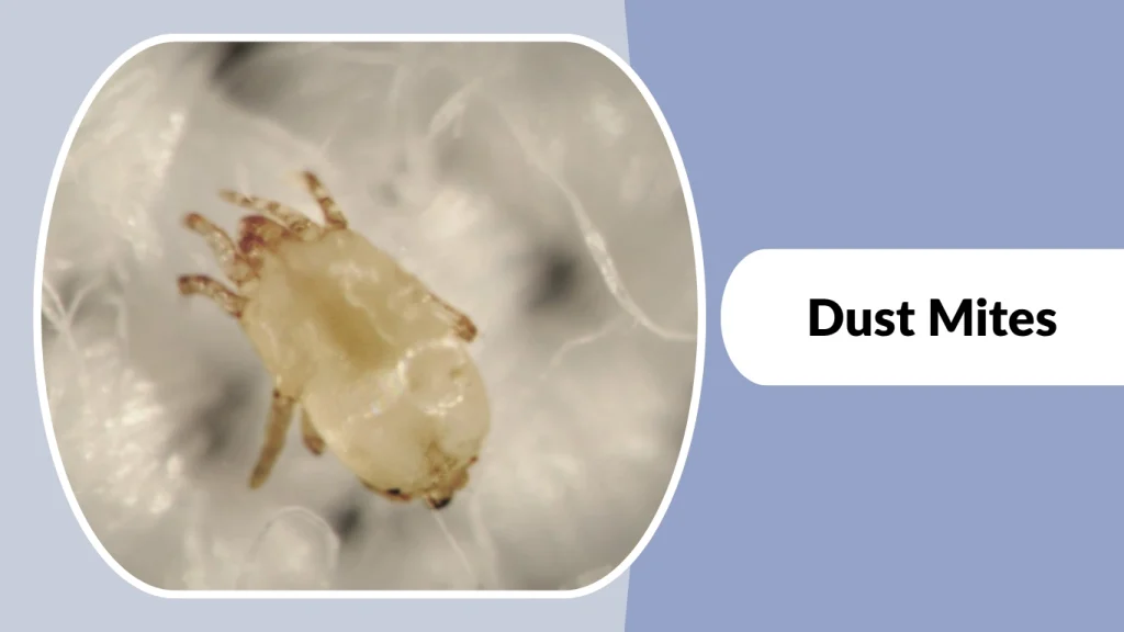 13 Types of Tiny Bugs in House: Identification with Picture