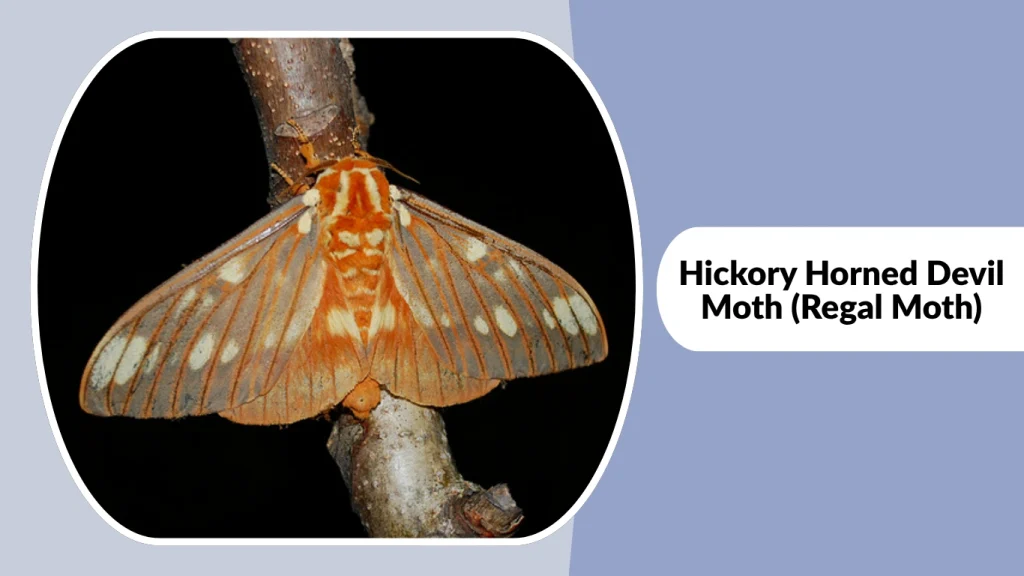 Hickory Horned Devil: Facts, Habitat, Size and Life Cycle