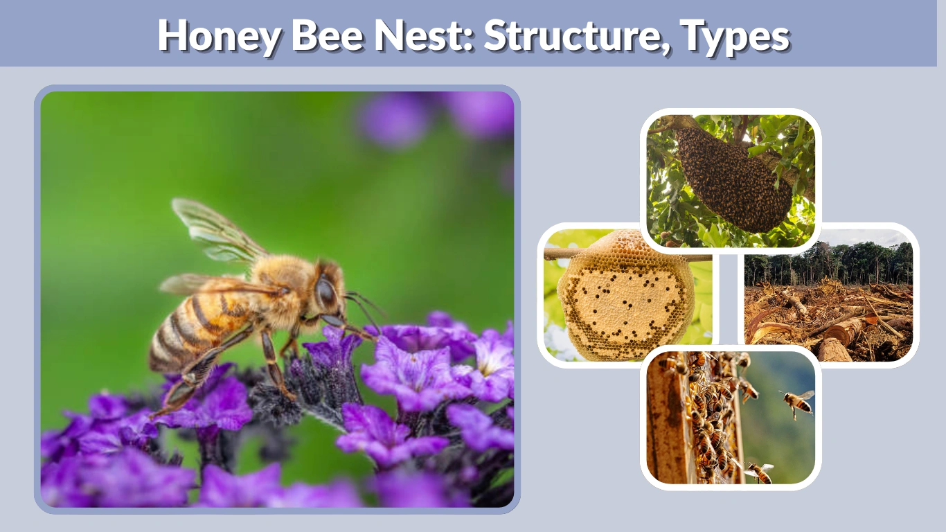 Honey Bee Nest: Structure, Types and Interesting Facts