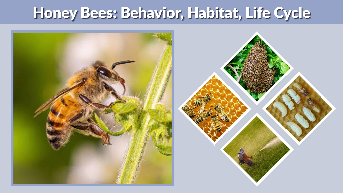 Honey Bees: Behavior, Habitat, Life Cycle & Fascinating Facts