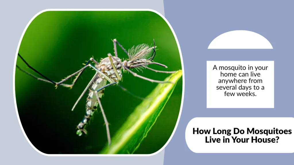 How Long Can Mosquitoes Live In Your House