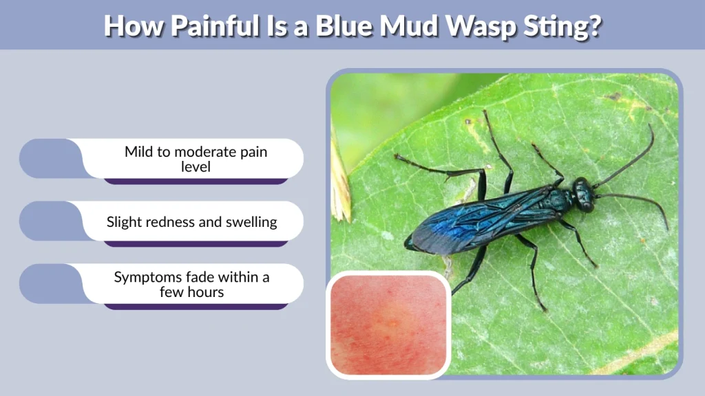 Are Blue Mud Wasps Dangerous to Humans? Facts