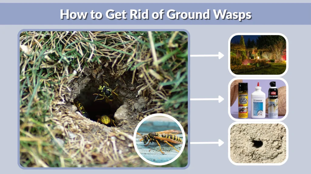 How To Get Rid of Ground Wasps? (Identification and removal guide )