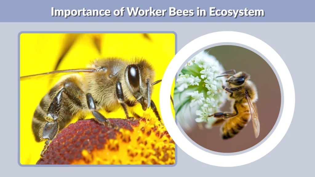 Worker Bees: Roles, Behavior, Life Cycle & Facts