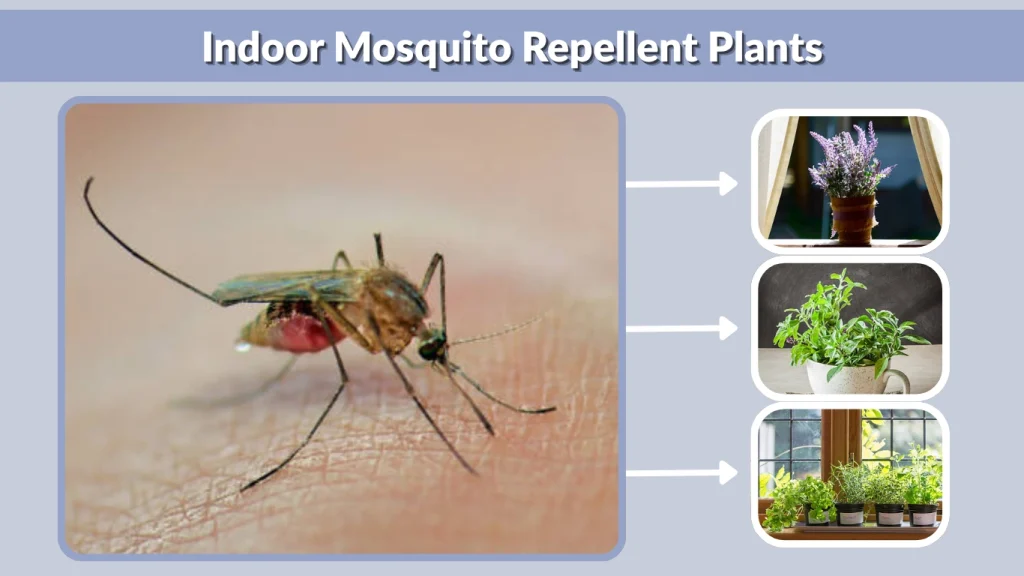 Mosquito Repellent Plants: A Complete Natural Guide