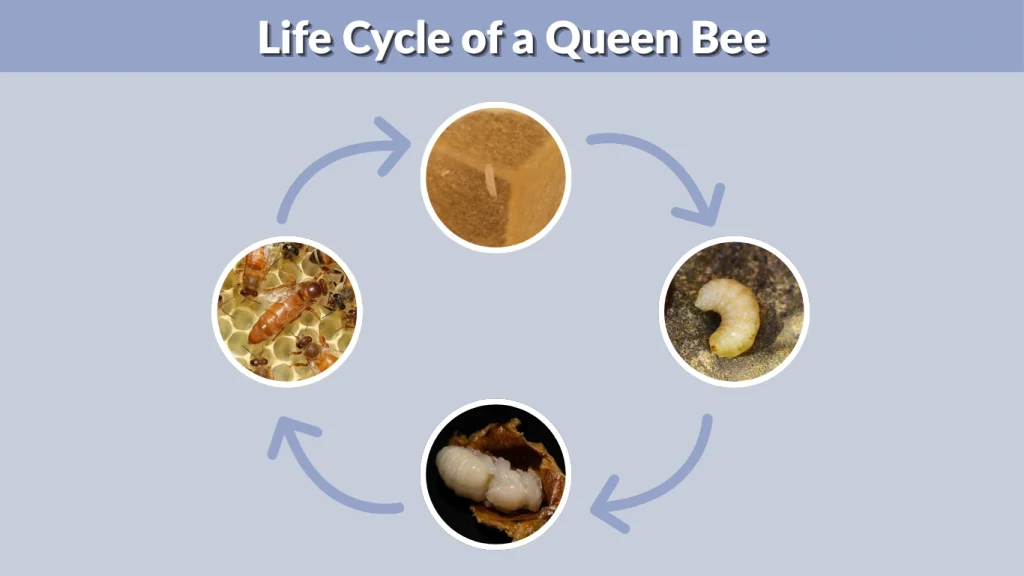 Queen Bee: Role, Life Cycle, Lifespan & Interesting Facts