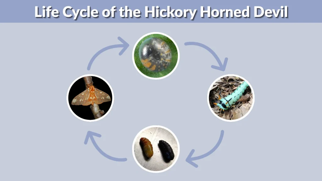 Hickory Horned Devil: Facts, Habitat, Size and Life Cycle
