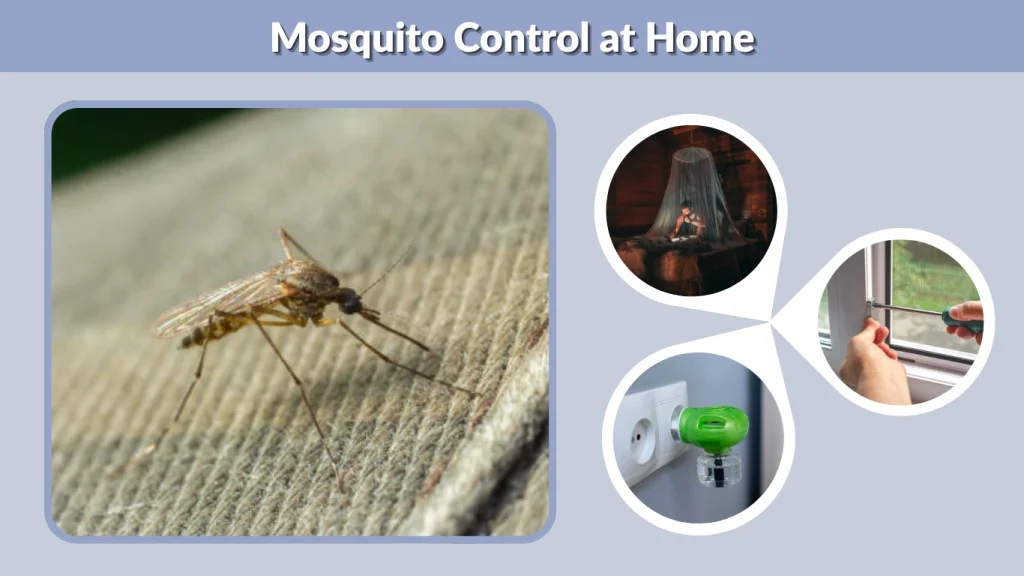 Mosquito Control: Effective Methods, Prevention Tips & Best Solutions