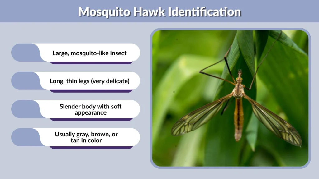 Mosquito Hawk: Identification, Behavior & Are They Dangerous?