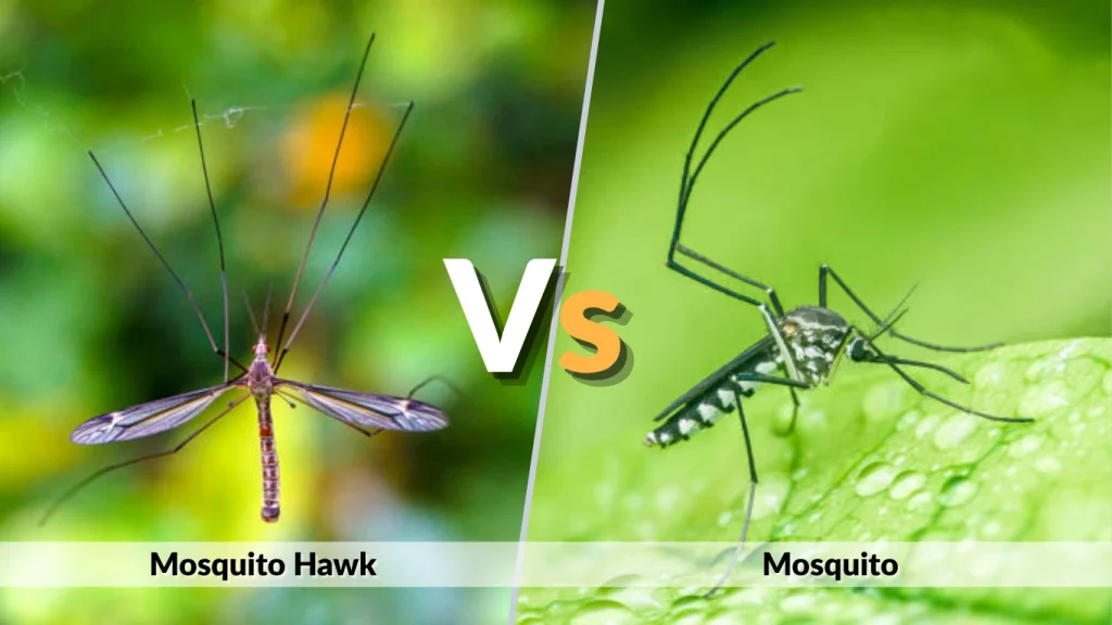 Mosquito Hawk: Identification, Behavior & Are They Dangerous?